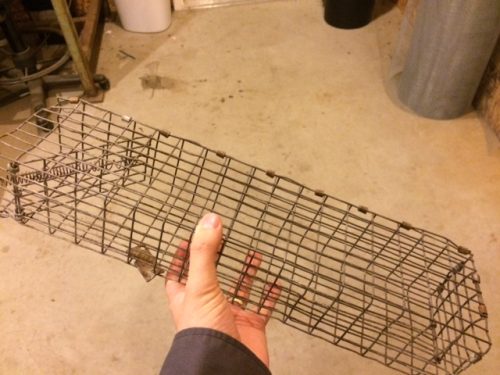 What is Exclusion Trapping? - Northern Pest Blog