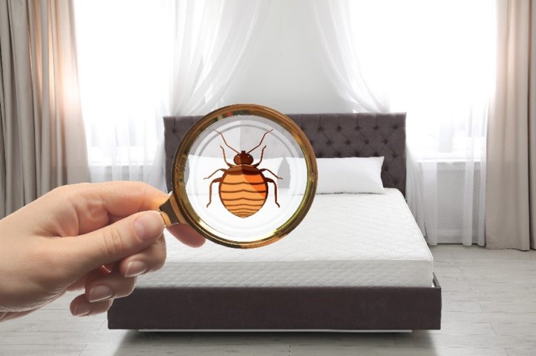 Uninvited Pests: Bed Bug Inspection and Discreet Removal - Northern ...